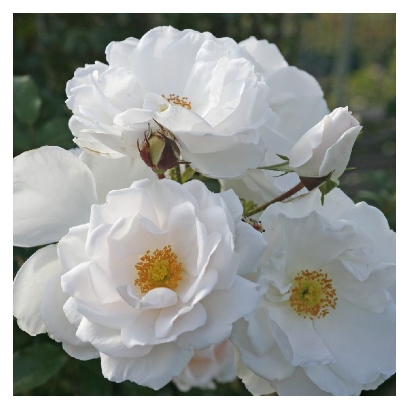 Large 5-6ft Specimen Climbing Rose - Hella