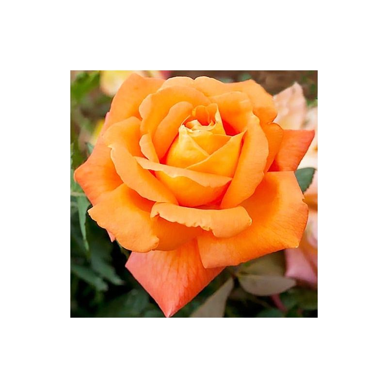 Louis De Funes Rose