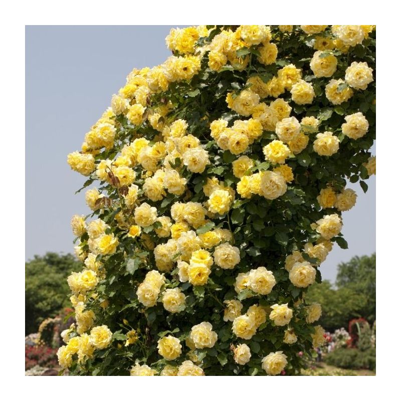 Large 6-7ft Climbing Rose Rimosa