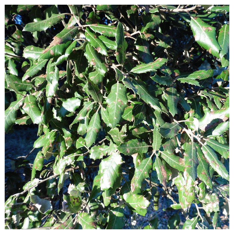 Quercus ilex - Holm Oak Tree - Circa 2m Tall