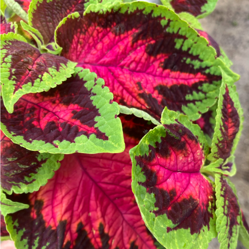 Coleus Watermelon