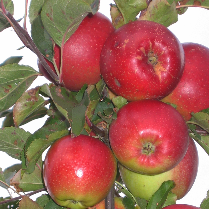 Apple Tree - Ballerina Samba® Bush (MM106) - 150-170cm Tall
