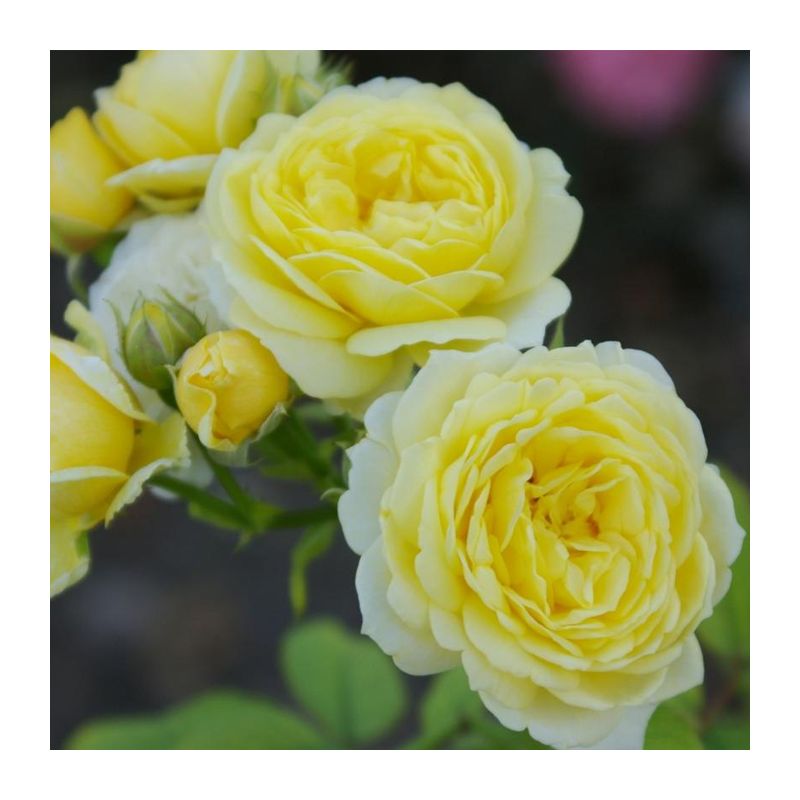Rose Comtesse du Barry - Floribunda Rose