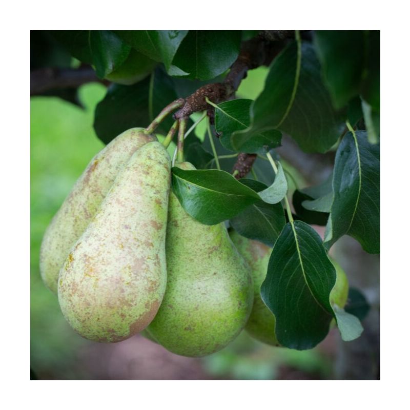 Pear Tree - Concorde