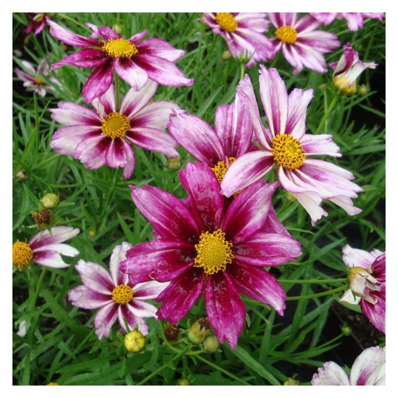 Coreopsis Big Bang Cosmic Evolution