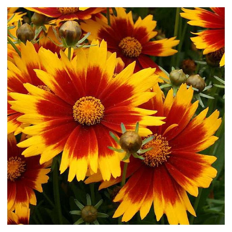 Coreopsis grandiflora 'Solar Jewel'