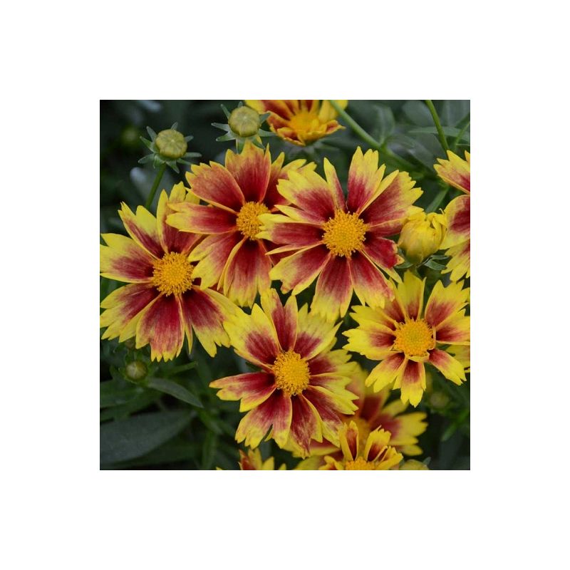 Coreopsis Li'l Bang 'Enchanted Eve'