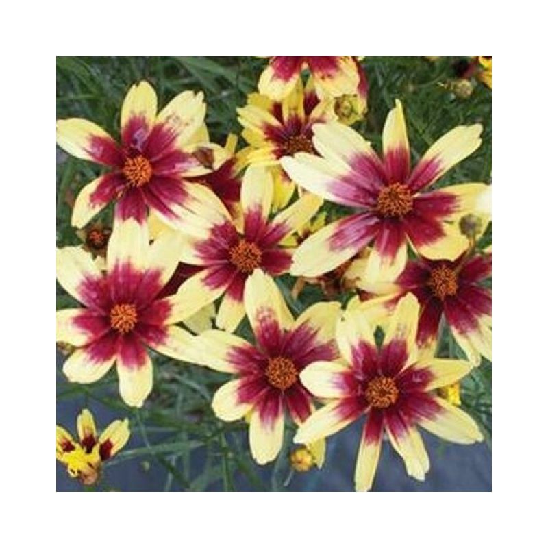 Coreopsis Li'l Bang 'Enchanted Eve Red'