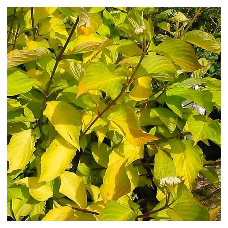 Cornus alba Aurea - Large Specimen Plant