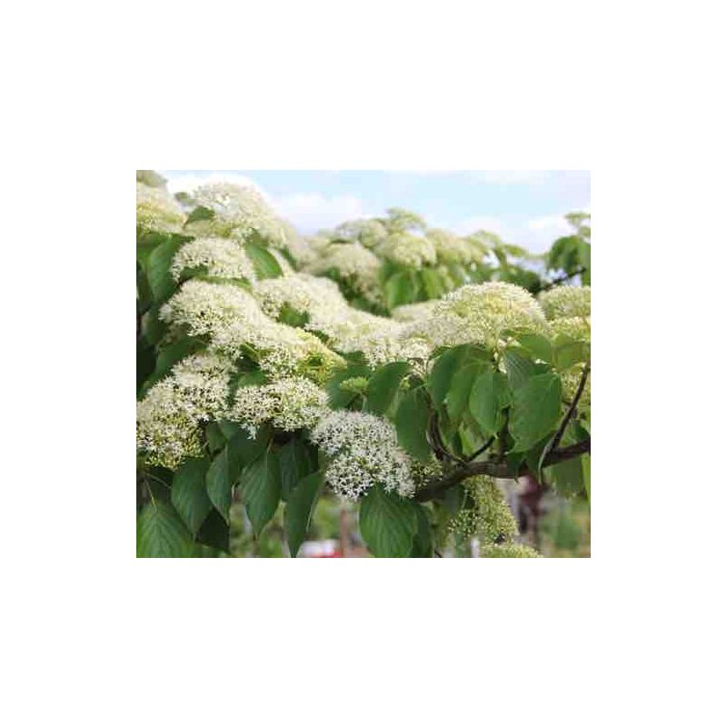 Cornus controversa - Wedding Cake Pagoda Tree - Circa 80-100cm