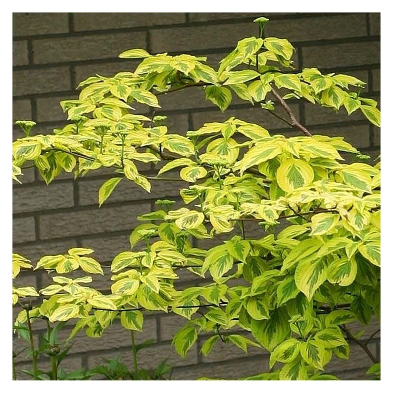 Cornus alternifolia Golden Shadows - Golden Wedding Cake Pagoda Tree