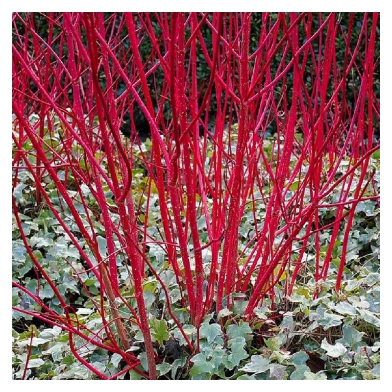 Cornus alba Sibirica - Red Barked Dog Wood - Large 100-120cm plants