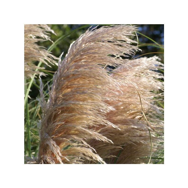 Cortaderia Copper Mistral 'Pampas Grass'