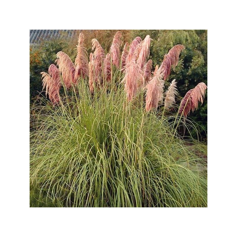 Pampas Grass - Cortaderia Pink Mistral