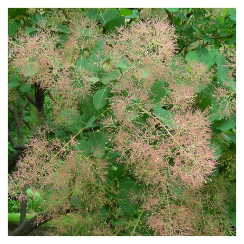 Cotinus coggygria - Smoke Tree - Large 1.2m Specimen Plant