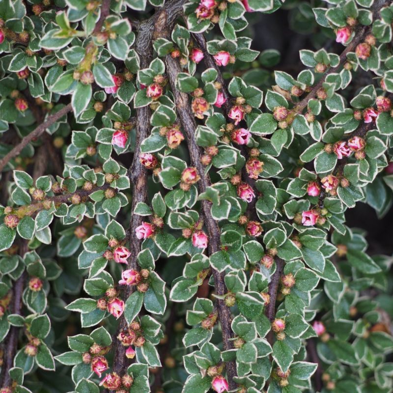 cotoneaster horizontalis variegata