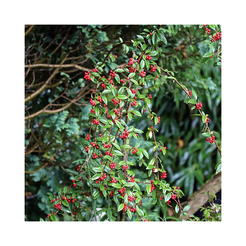 weeping cotoneaster tree