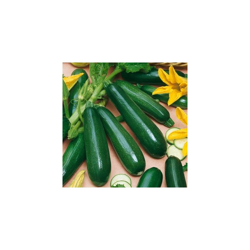 Courgette Midnight - Grow Your Own!
