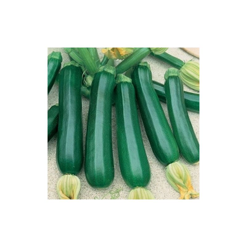 Courgette Plant - Verde di Milano - Black Beauty