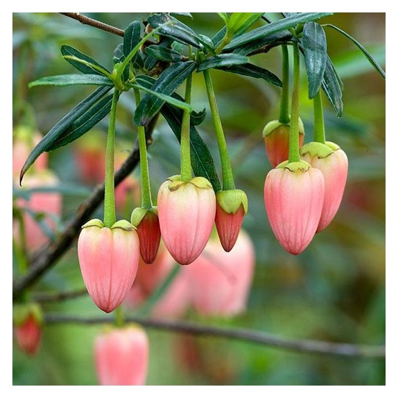 Crinodendron hookerianum Ada Hoffman - Pink Chilean Lantern Tree