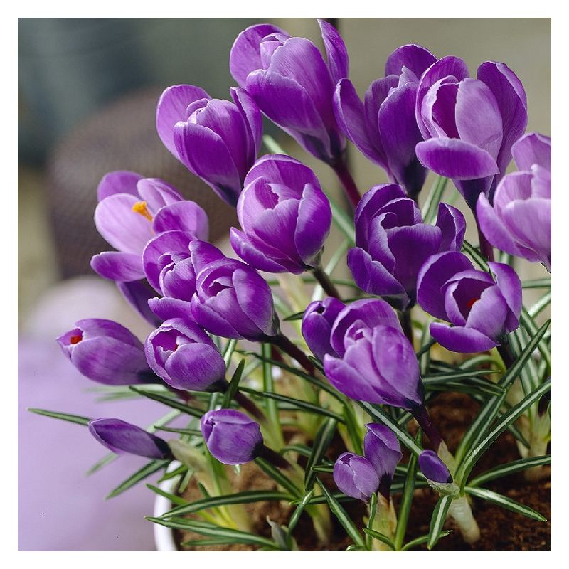 Crocus Ruby Giant - Pack of 8