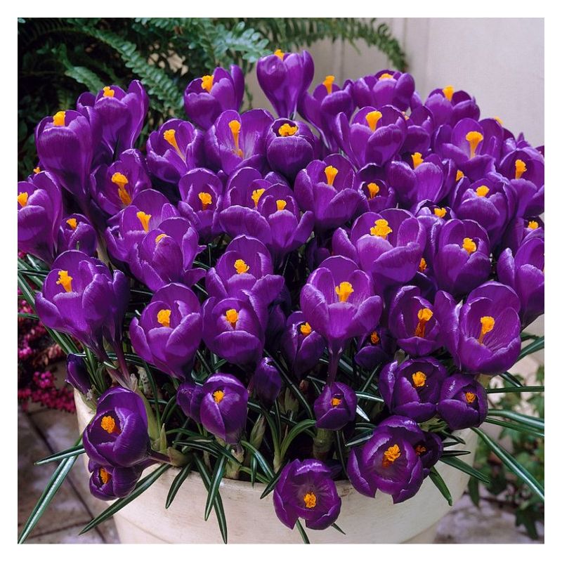 Ceramic Bowl Blue Crocus Gift Set