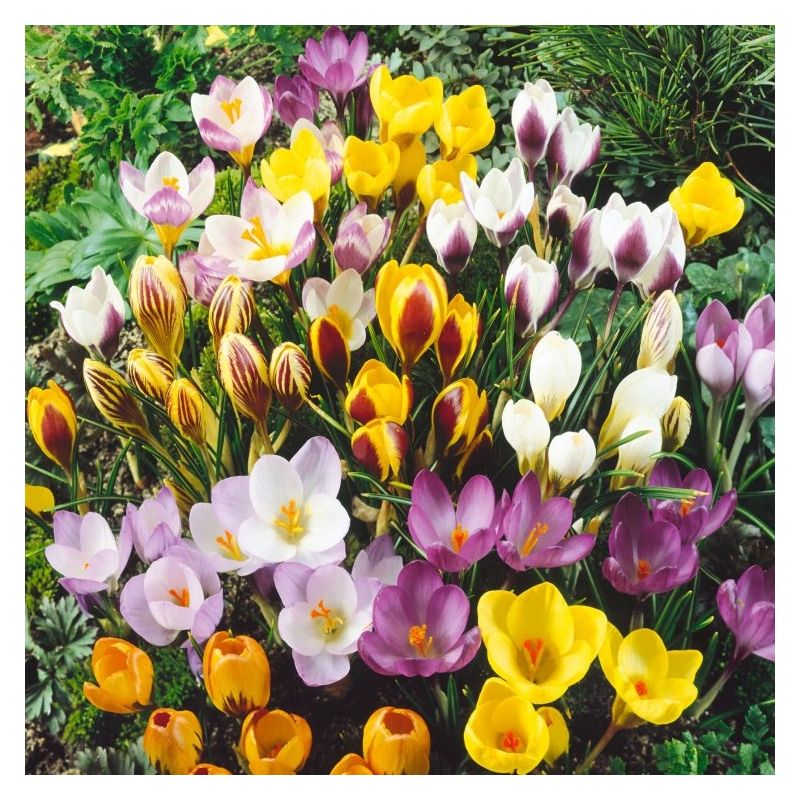 Crocus species mixed - Pack of 40