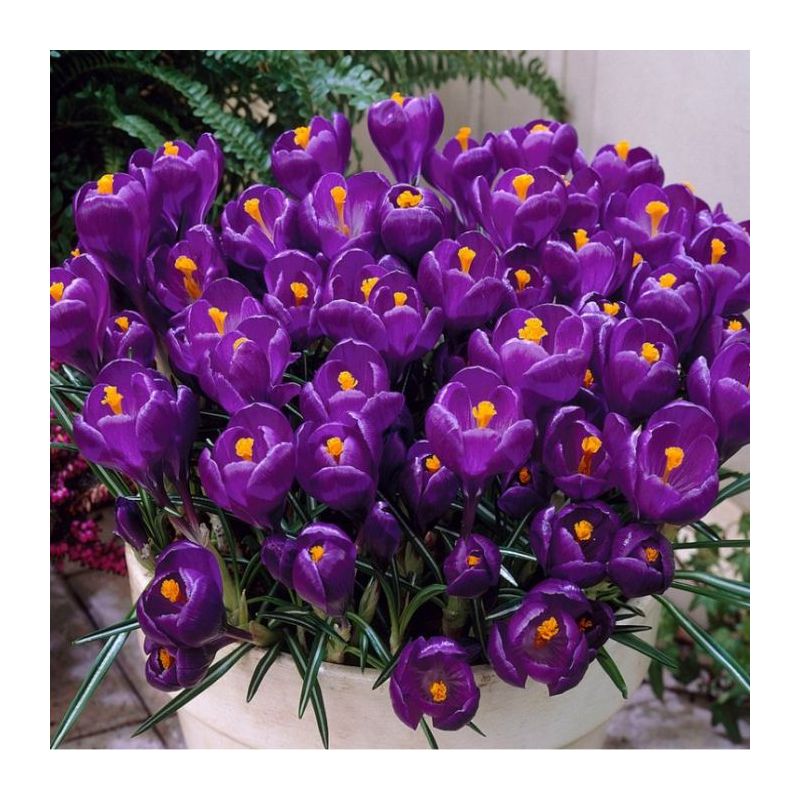 Crocus Ruby Giant - Pack of 8