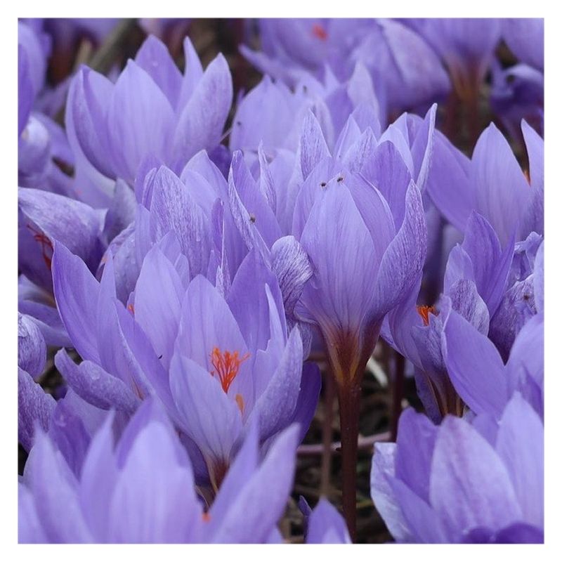 Crocus - Autumn Flowering Crocus speciosus - Pack of 50 Bulbs