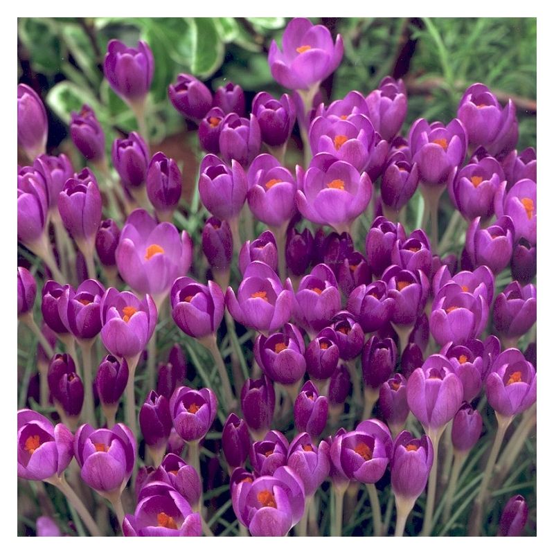 Crocus etruscus Zwanenburg - Pack of 10