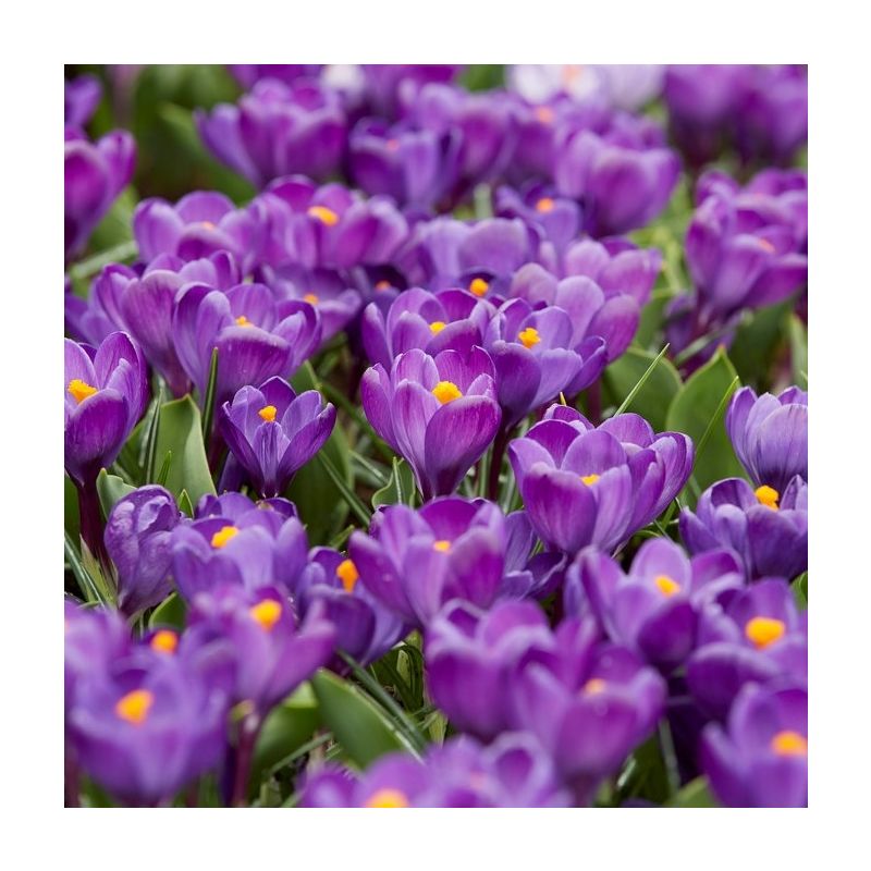 Crocus Flower Record