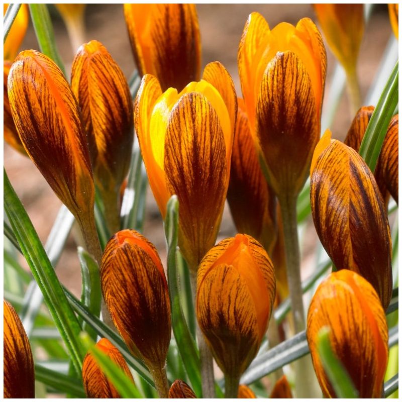 Crocus Orange Monarch - Pack of 20 Bulbs