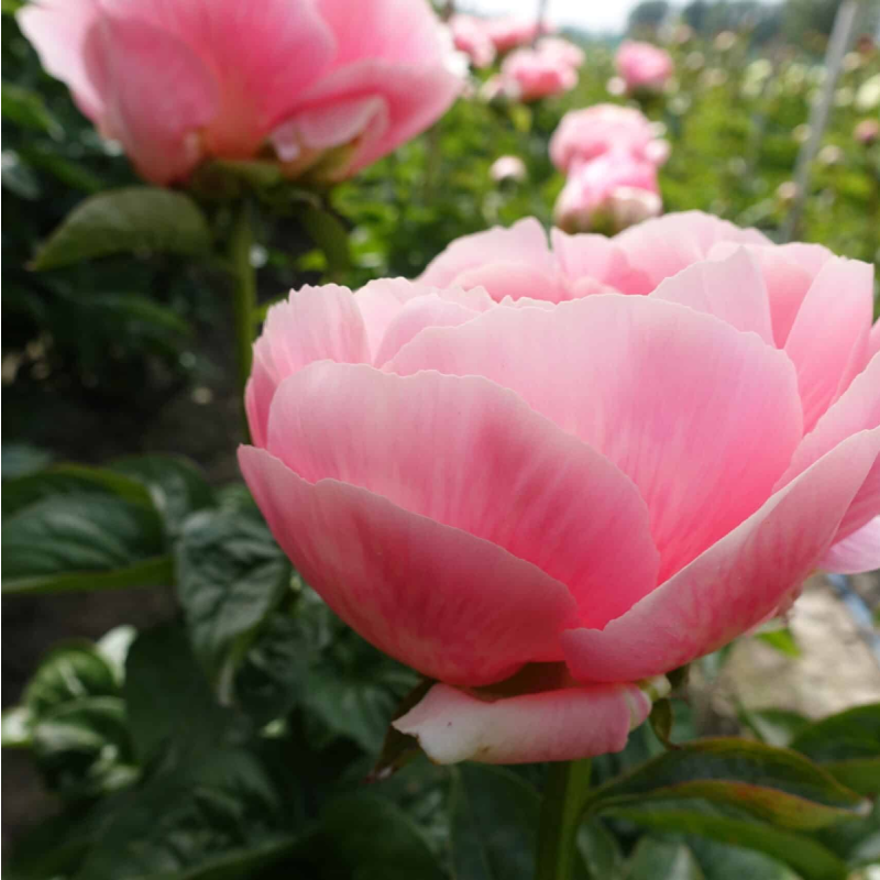 Paeonia lactiflora Salmon Chiffon - Peony