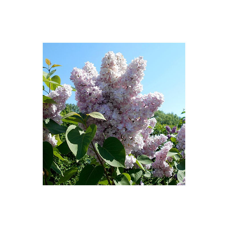 Syringa vulgaris 'Michel Buchner' - Lilac