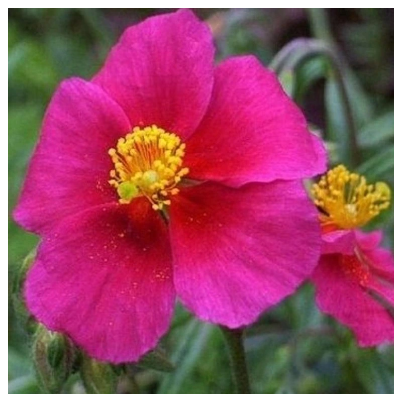 Helianthemum 'Ben Ledi'