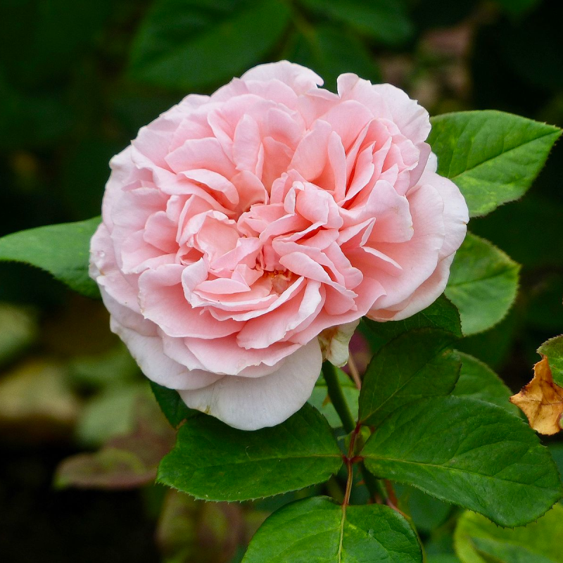 Rose 'Maxima Romantica' - Hybrid Tea Rose
