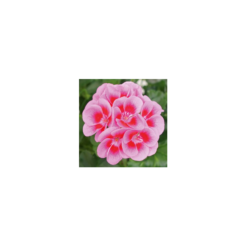 Geranium Marcada Pink with Purple Eye
