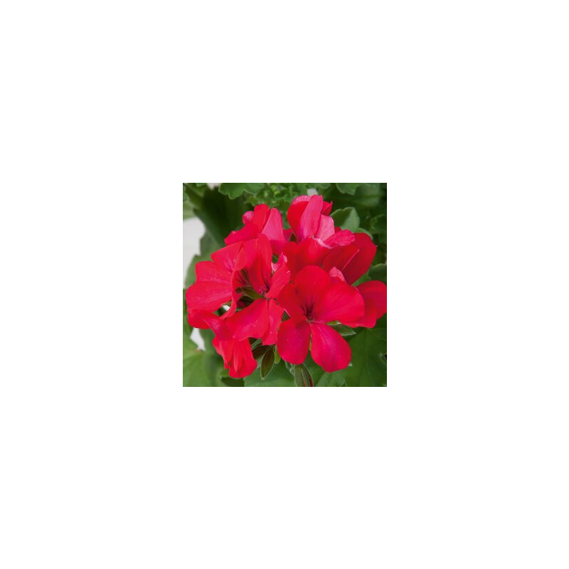 Geranium Marcada Magenta