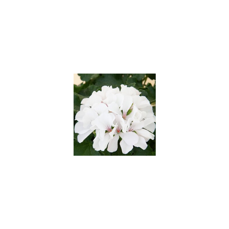 Geranium Marcada White