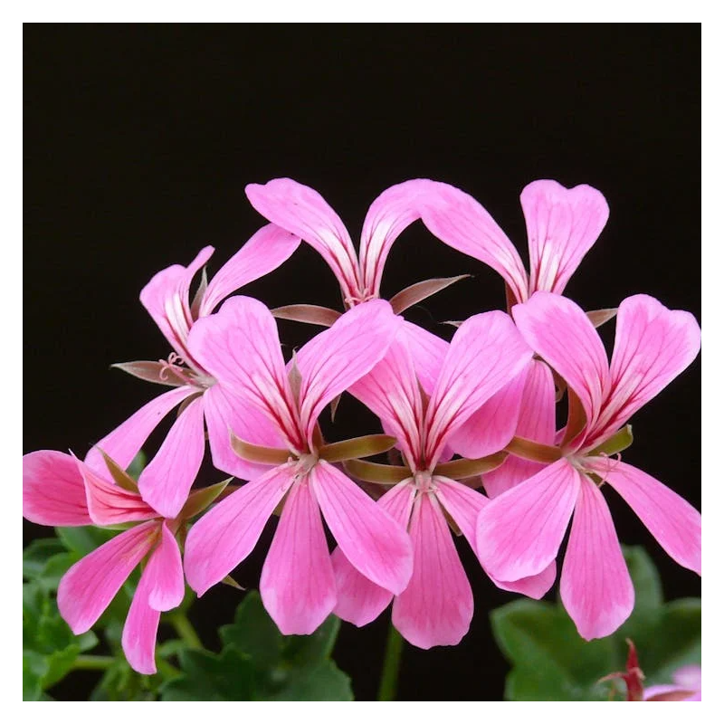 Geranium Trailing Ivy Leaf - Balcony Lilac