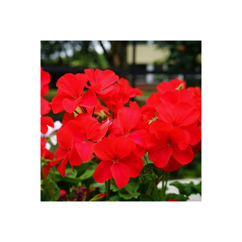 Geranium Semi-Double Dark Red Gisela