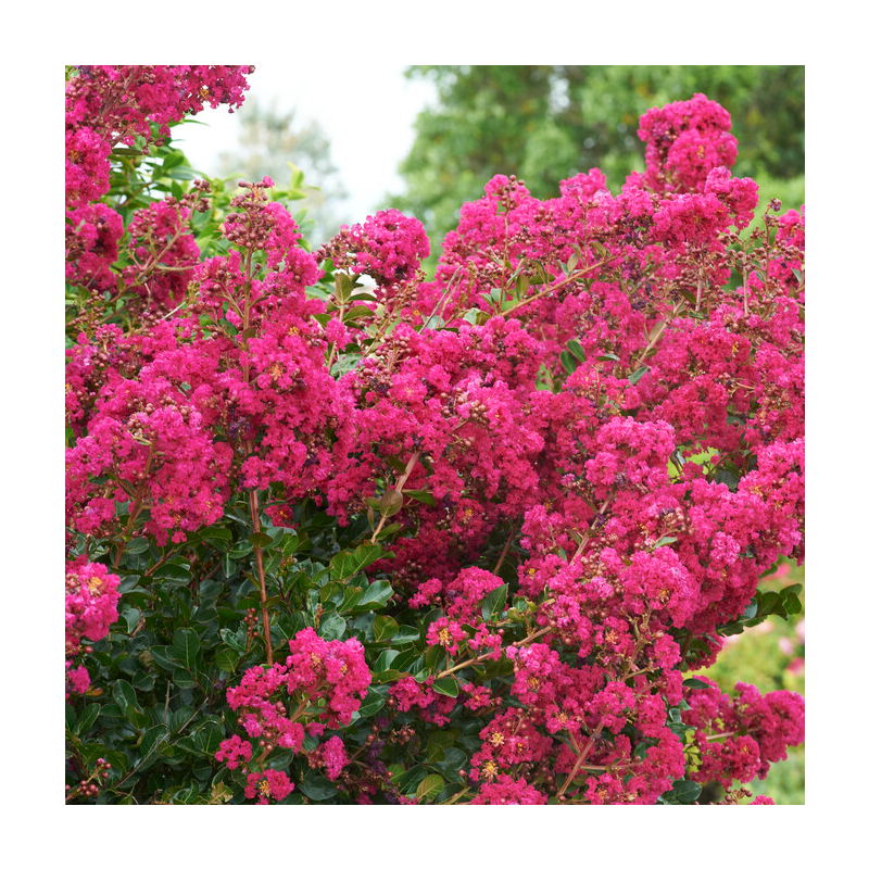 Lagerstroemia indica Sioux - Crape Myrtle - Tree