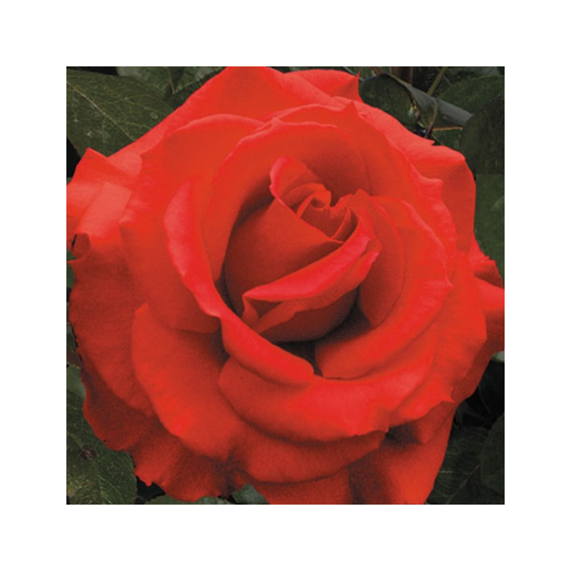 Pair of Large Standard Rose Trees 'Chinchin'- Red