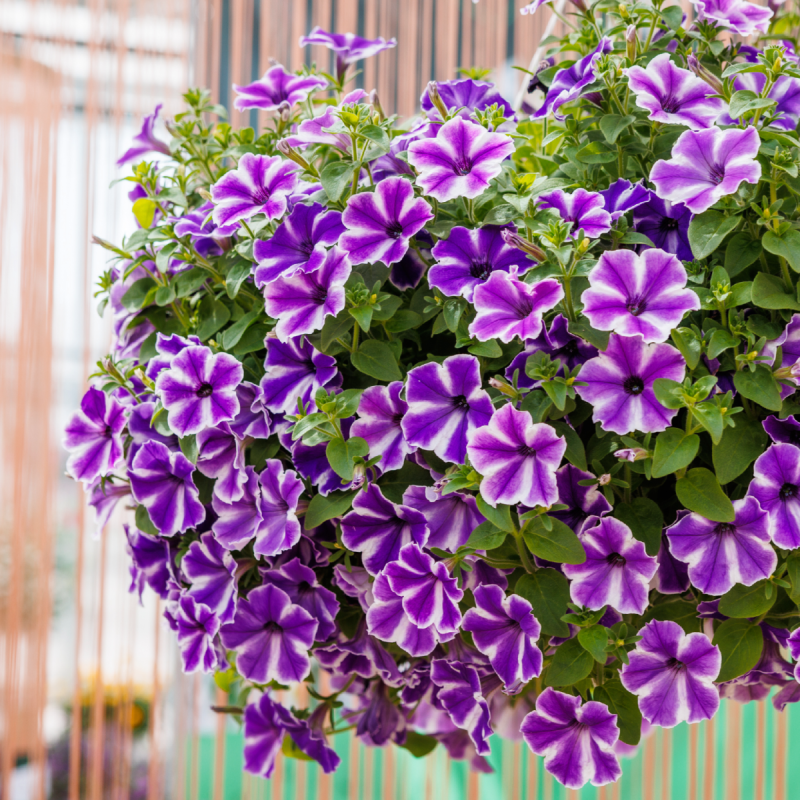 Petunia Trailing Surfinia 'Blue Lagoon Star'