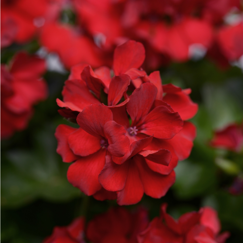 Geranium Balcony Marcada Dark Red