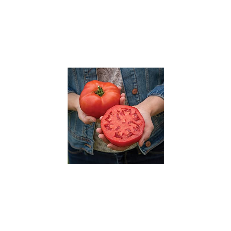 Tomato Plant 'Burlesque'
