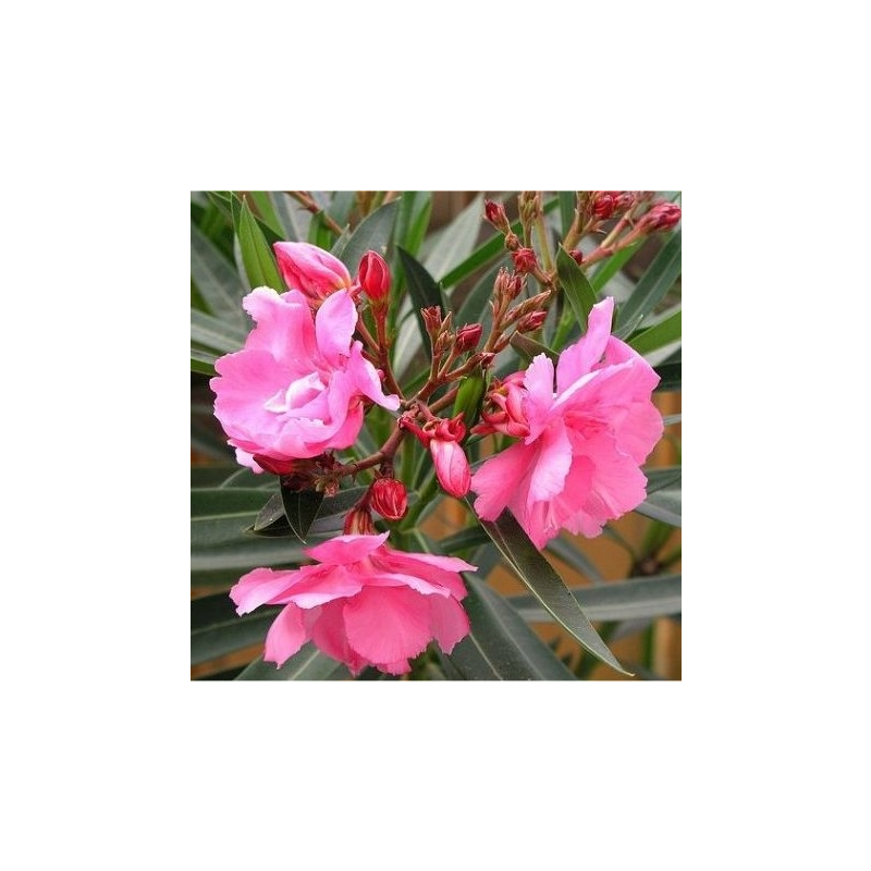 oleander uk