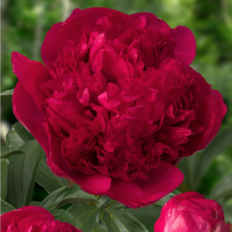 Paeonia lactiflora Command Performance - Peony