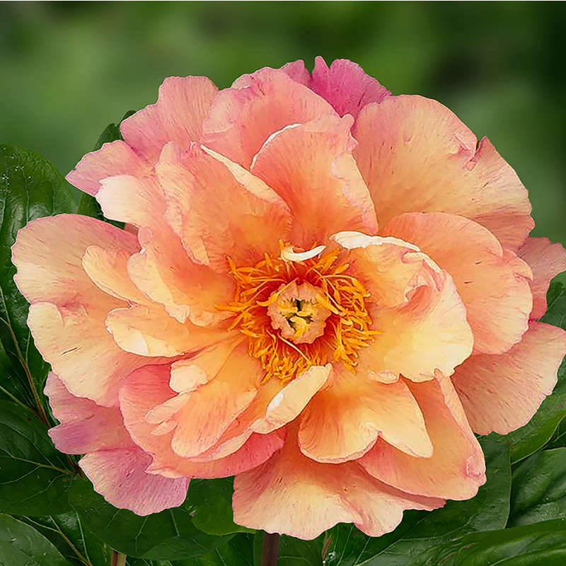 Paeonia Itoh Enduring Rainbow - Peony
