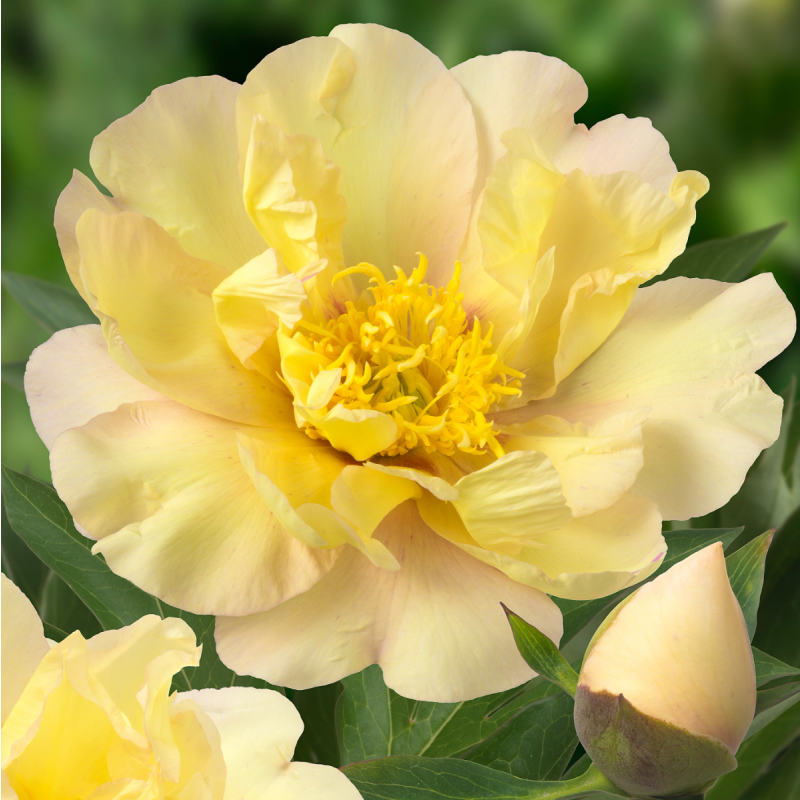 Paeonia Itoh Lemon Dream - Peony